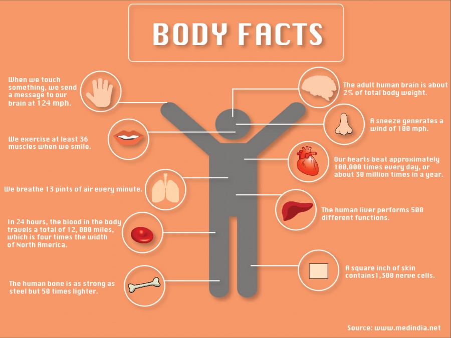 Body Facts TommieMedia Body Facts TommieMedia